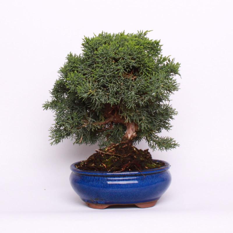 Borievka čínska (Juniperus chinensis) - bonsaj.sk